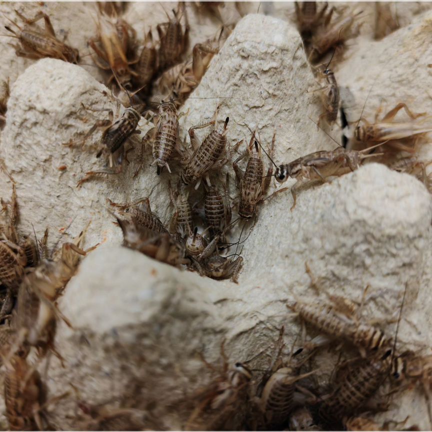 Сверчки банановые живые