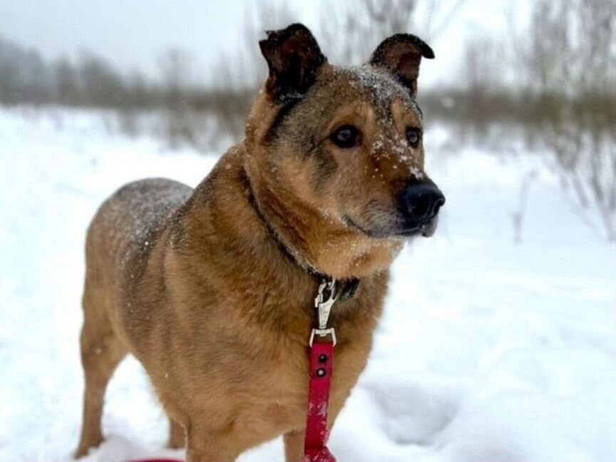 Спокойный пёс из приюта Луи в поисках дома