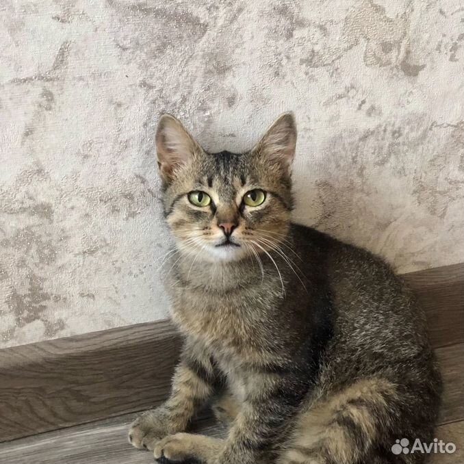 Вениамин ищет дом