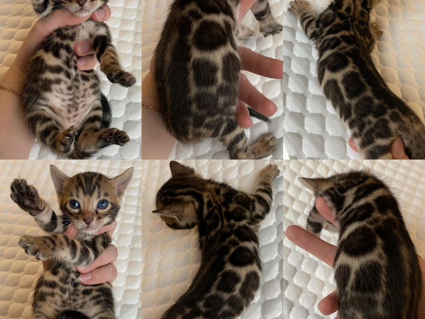 Бенгальские шикарные котята с родословной