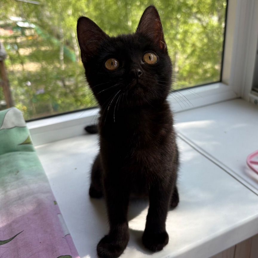 Котёнок в добрые руки