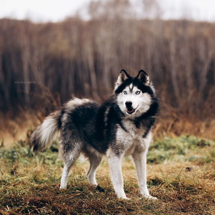 Флэш из приюта