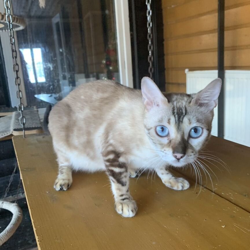 Бенгальская кошка