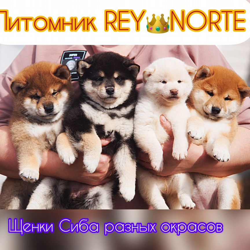 Сиба щенки /питомник