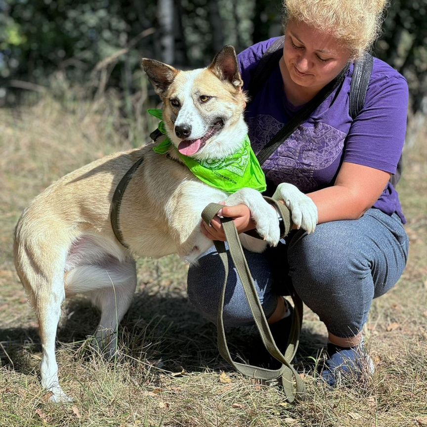 Красивая собака для ценителей