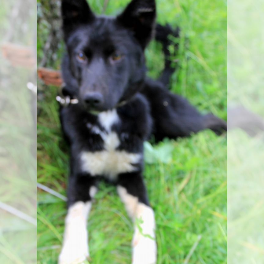 Щенок от частного владельца
