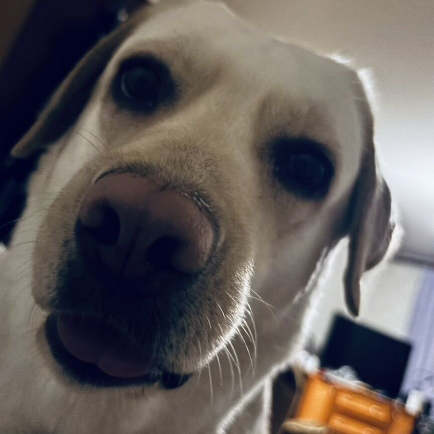 Лабрадор-ретривер, взрослая собака