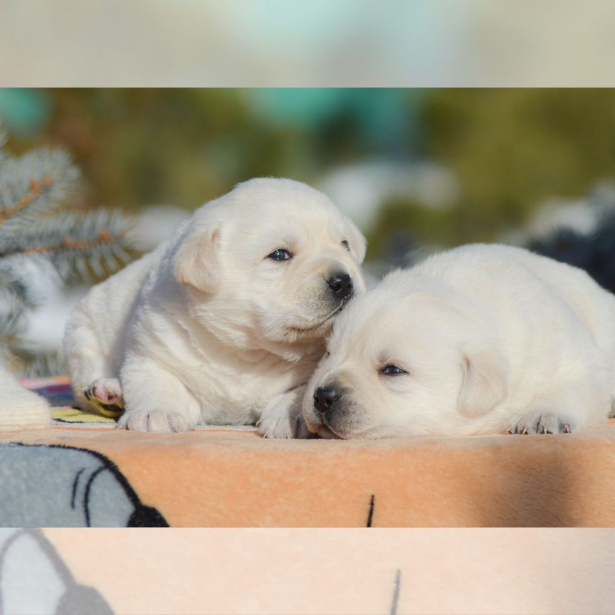 Лабрадор-ретривер, щенок