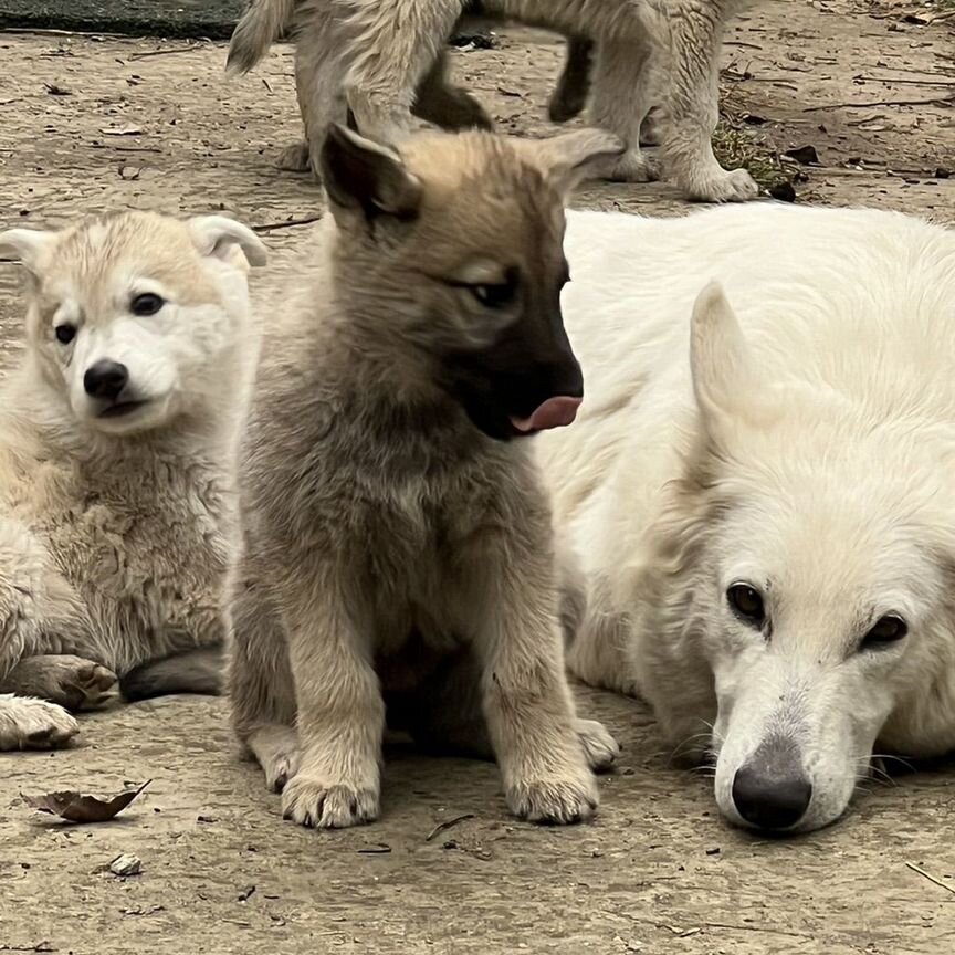 Щинки щвейцарской овчарки