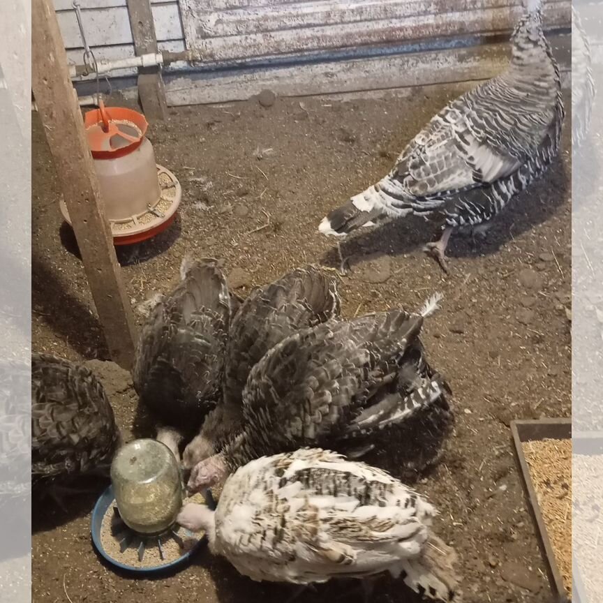 Индюки индюшата