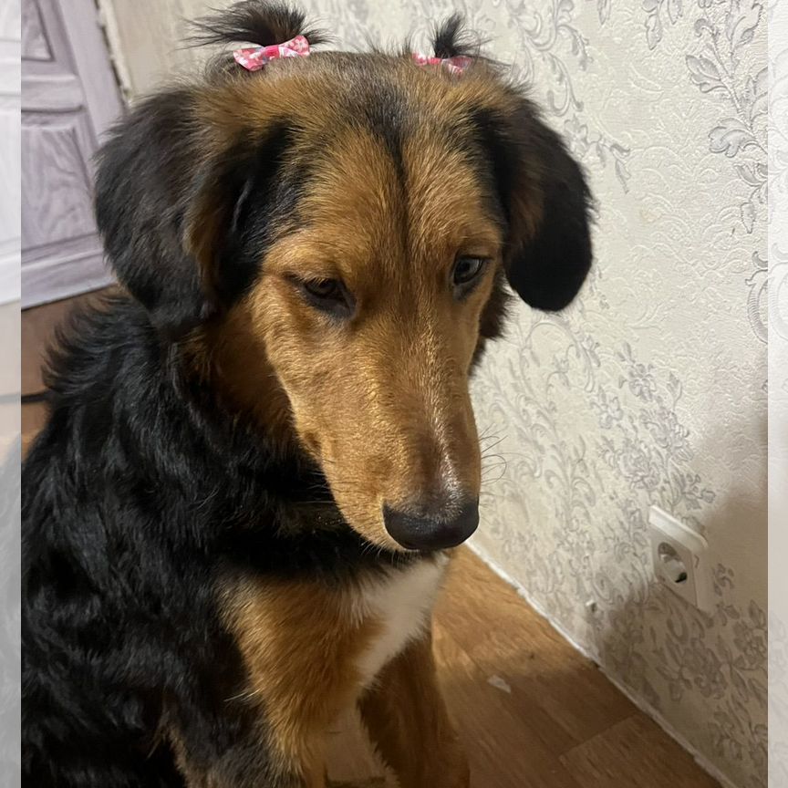 Бернский зенненхунд, щенок