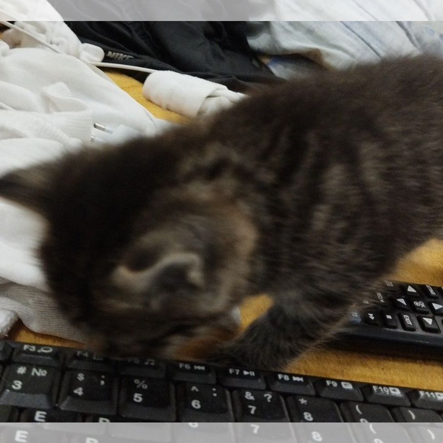 Котёнок в добрые руки