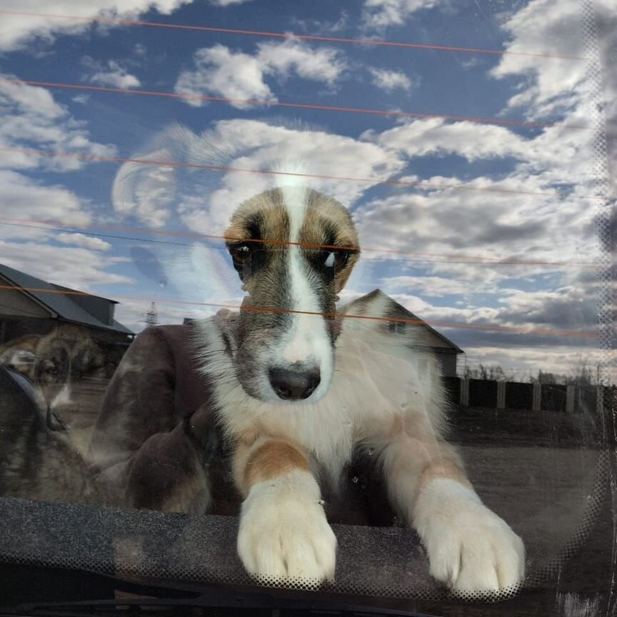 Отдам стерилизованных собак В добрые руки