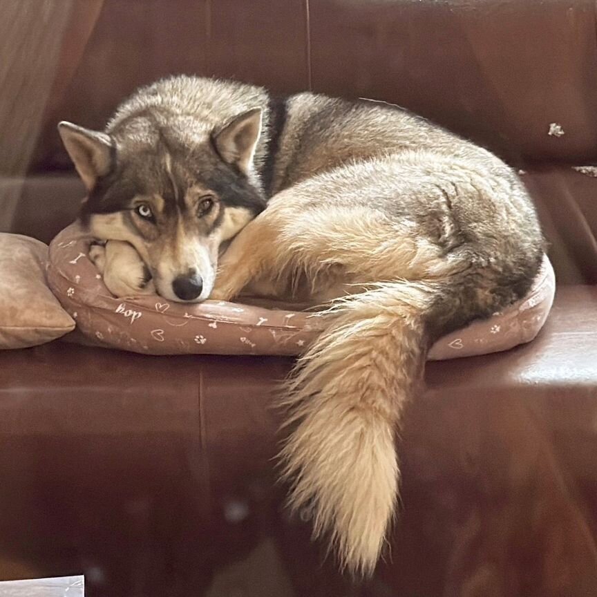 Северная хаски в дар