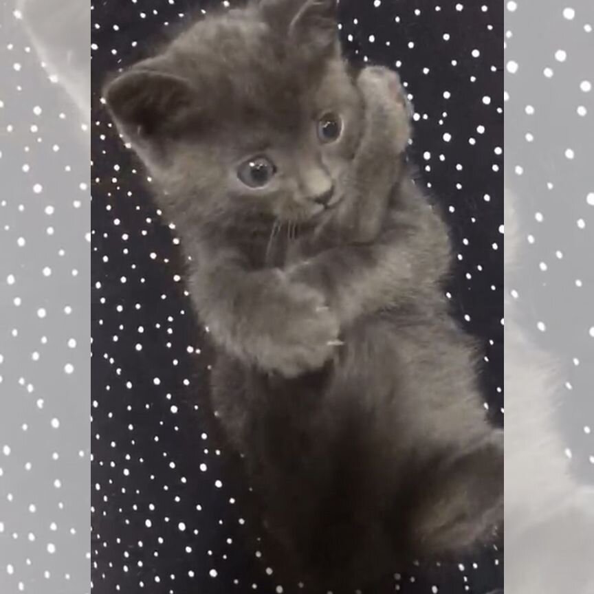 Котёнок в добрые руки