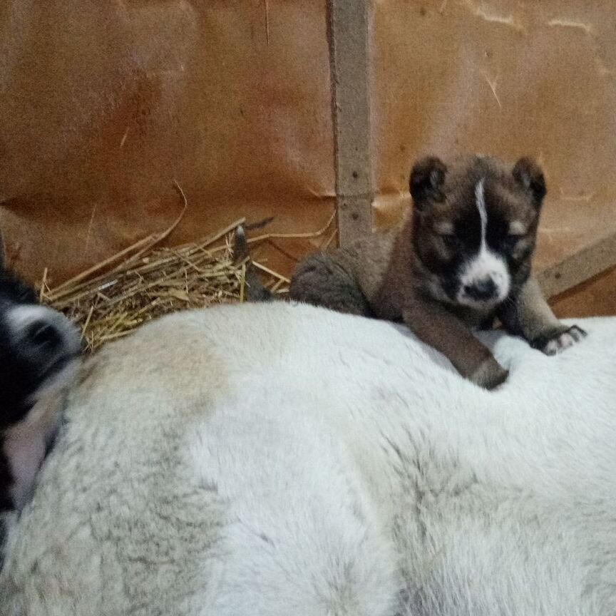 Кавказский волкодав щенки