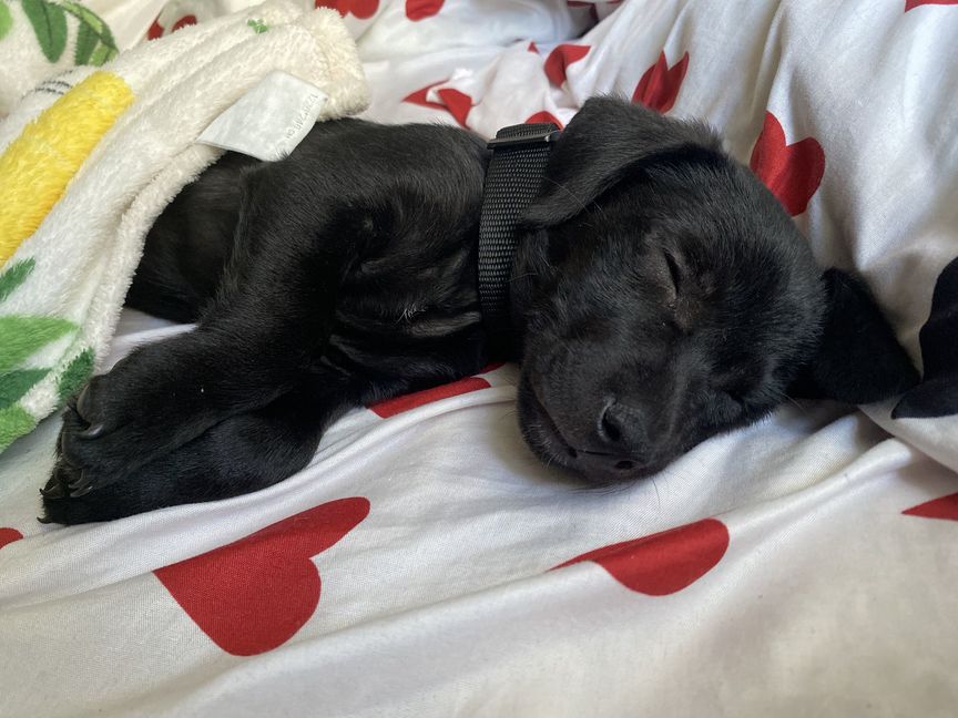 Собаки щенки бесплатно