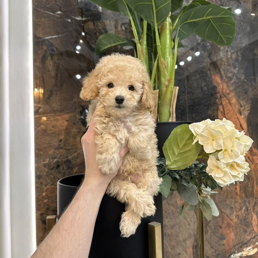 Той-пудель чудесный мальчик