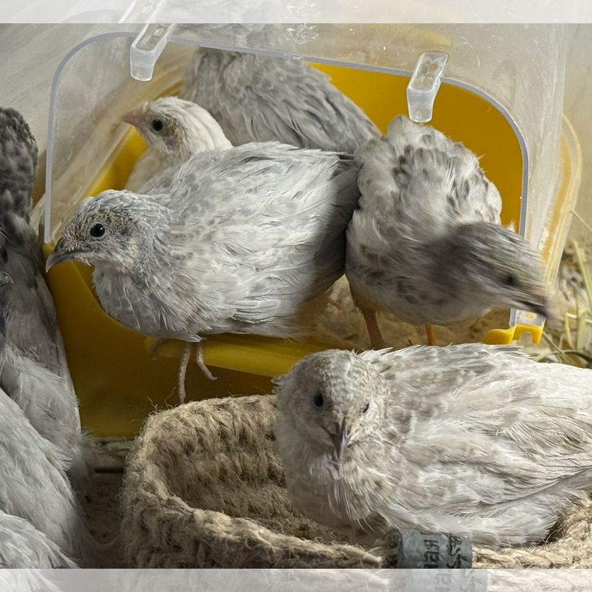 Китайские расписные перепела (молодые, несушки)