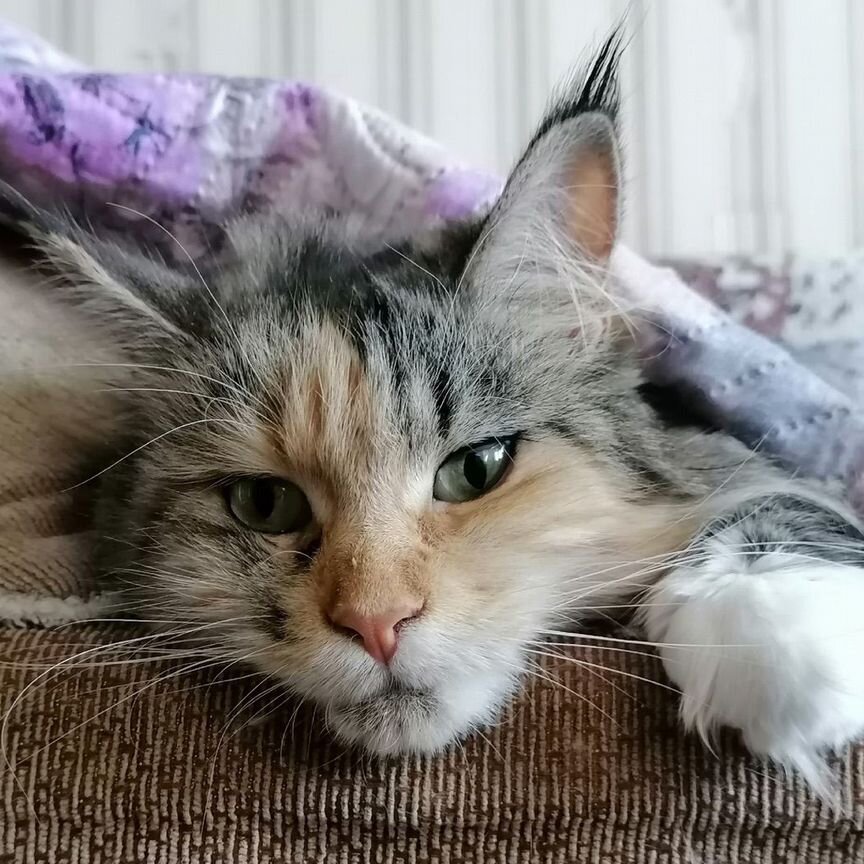 Мейн-кун, взрослая кошка