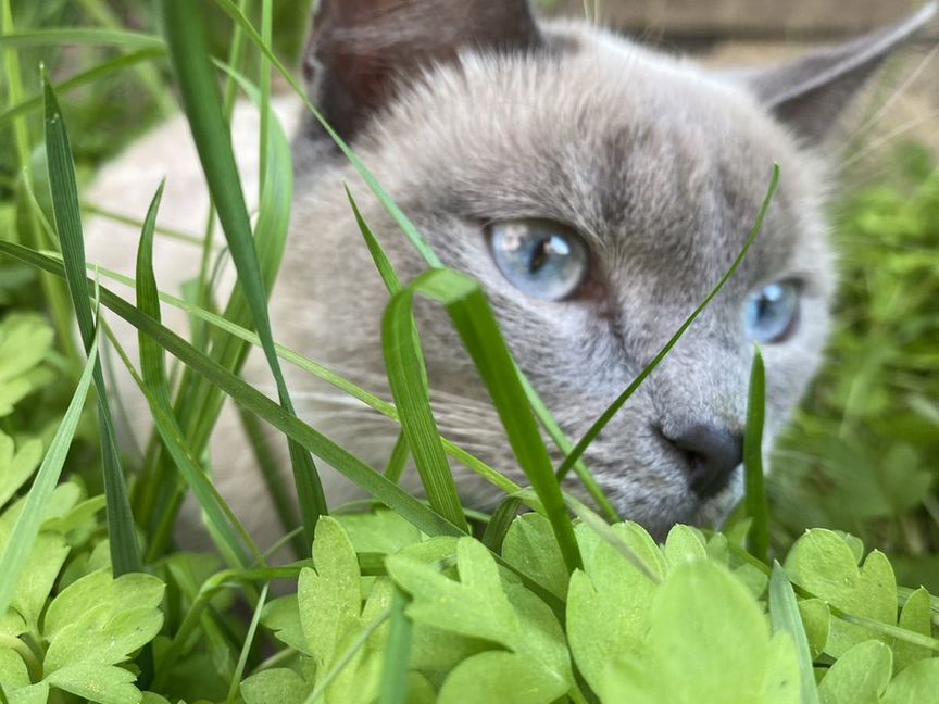 Отдам котят тайской кошки в добрые руки