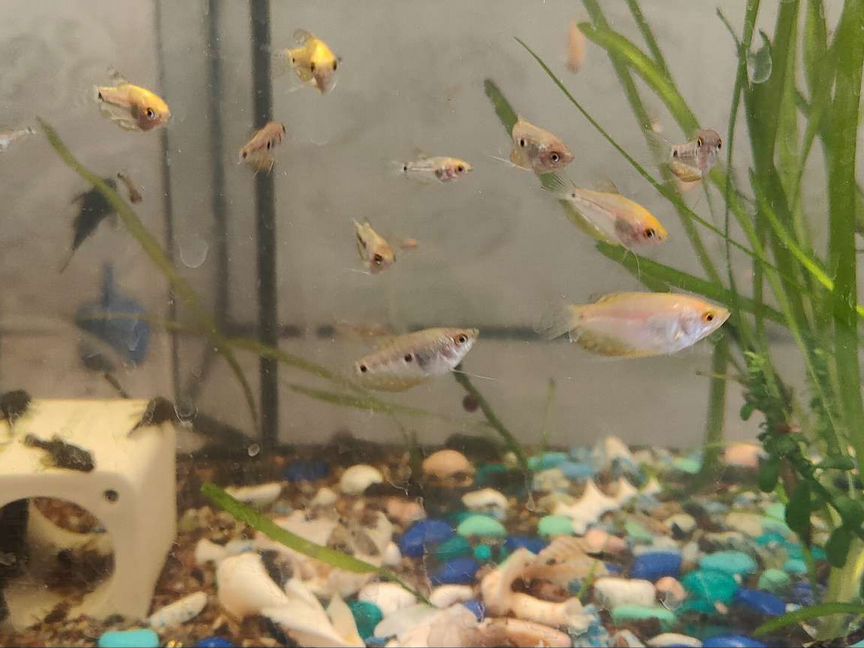 Украшение для аквариума