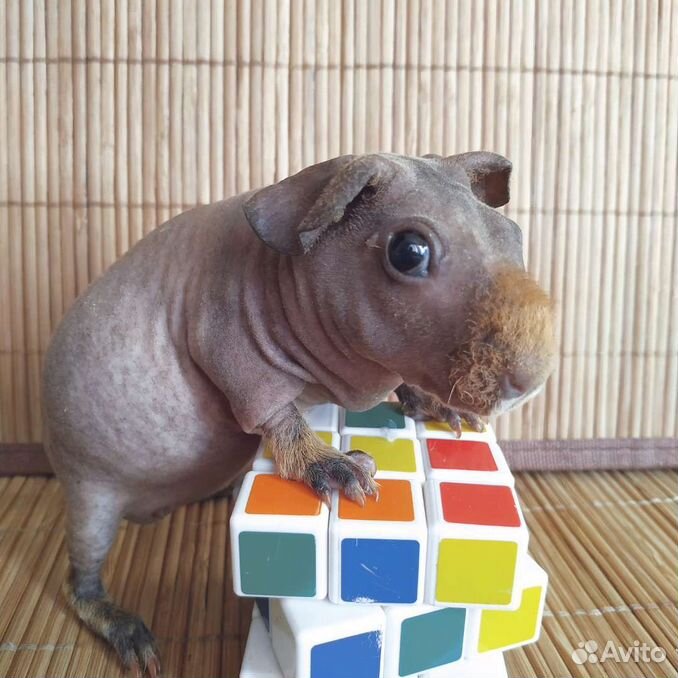 Морская свинка Скинни. Девочка