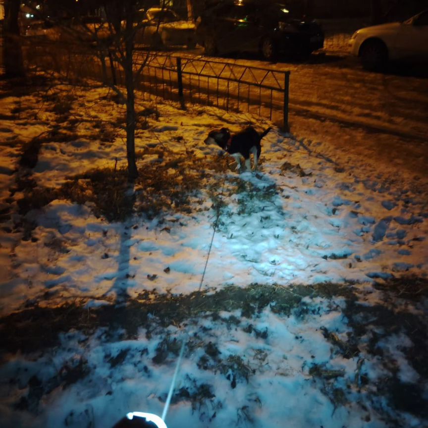 Поводок рулетка для собак