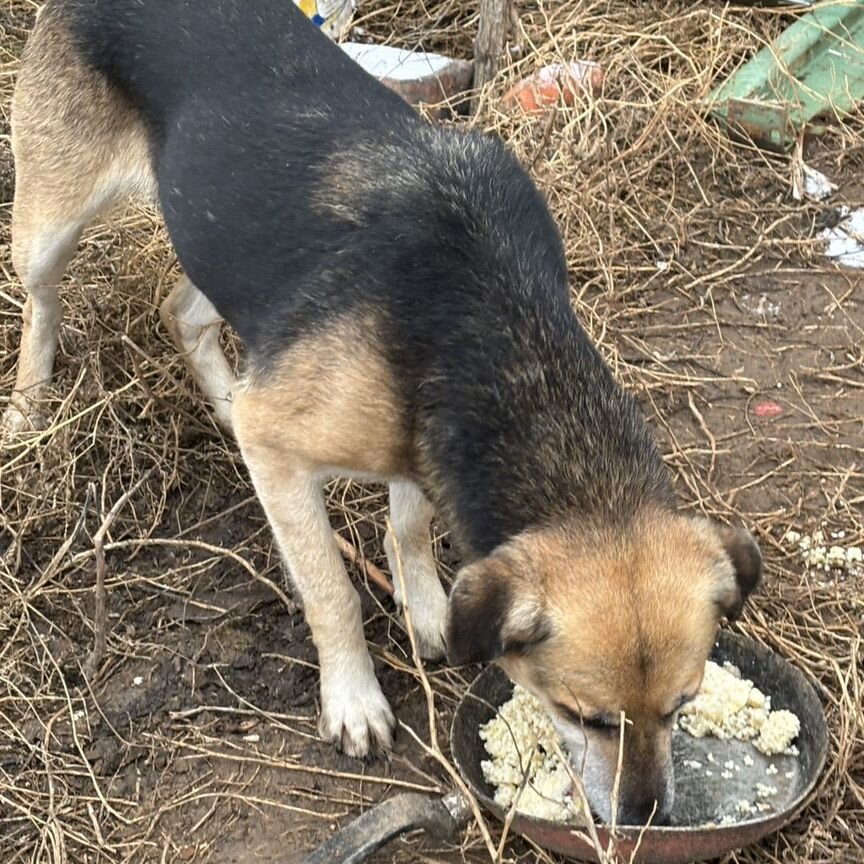 Собака в добрые руки даром