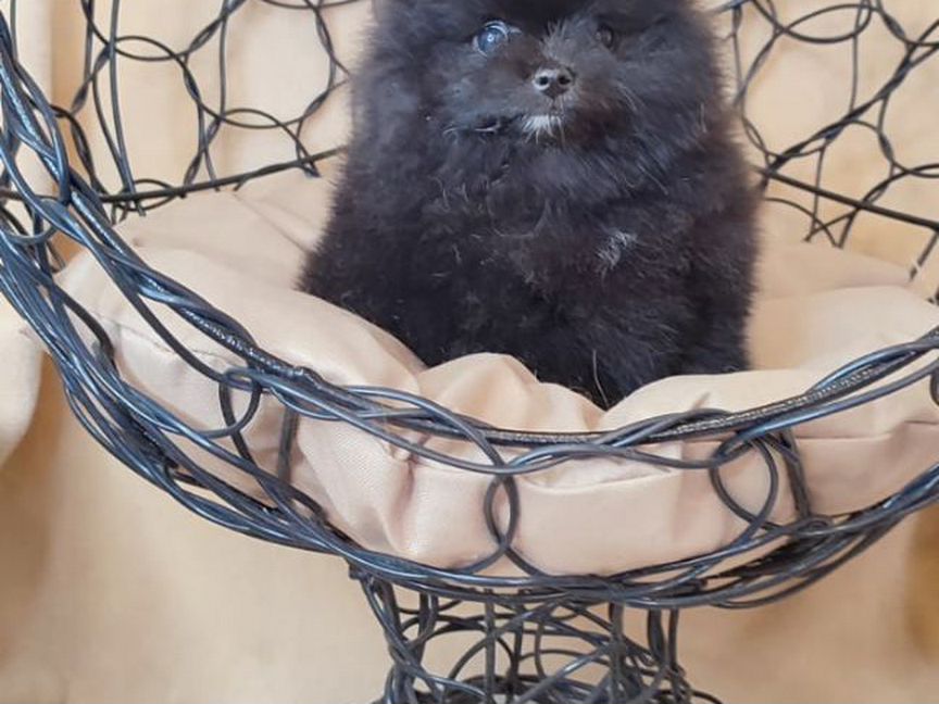 Продам щенка шпица