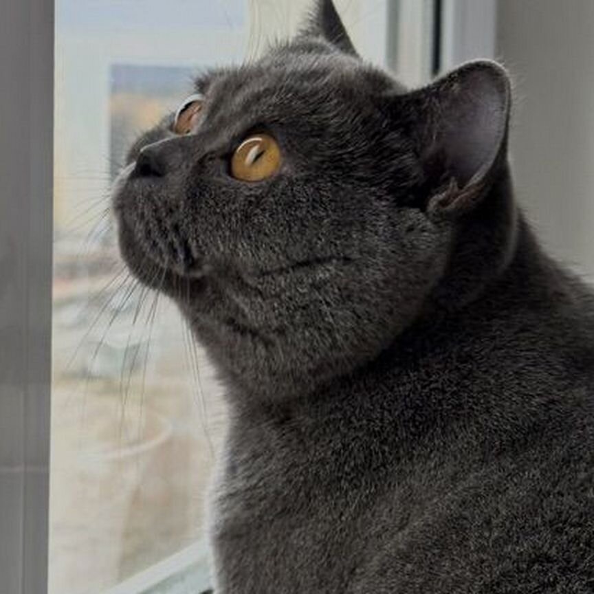 Отдам британскую кошечку