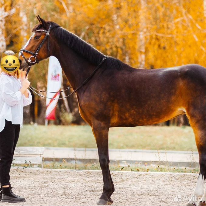 Спортивная лошадь