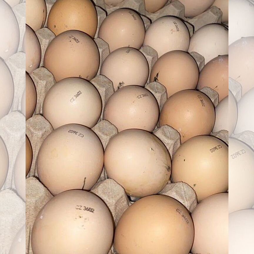 Инкубационное яйцо бройлера рост 380