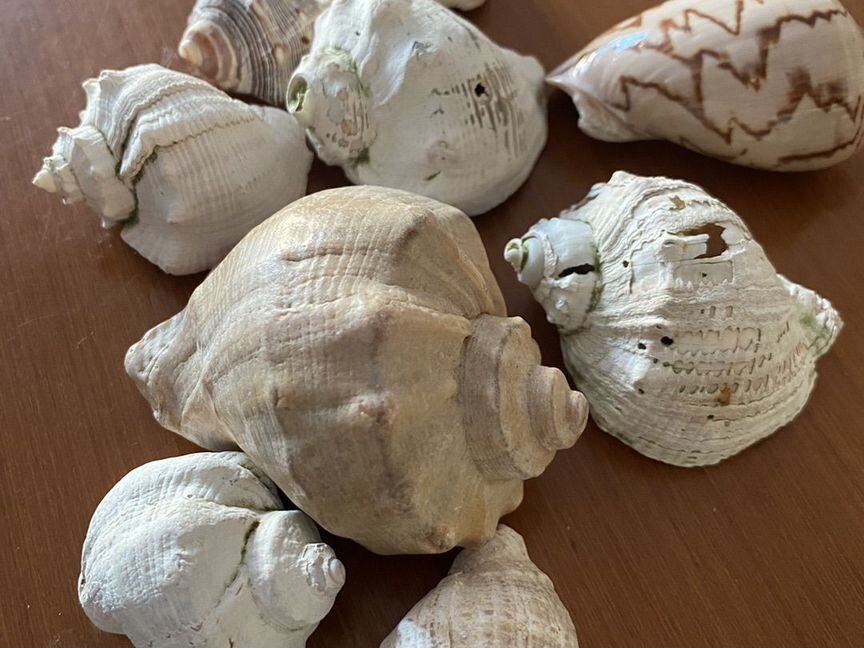 Ракушка рапан