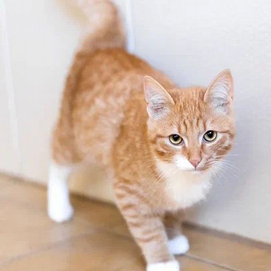 Нежная малышка Викси в самые добрые руки