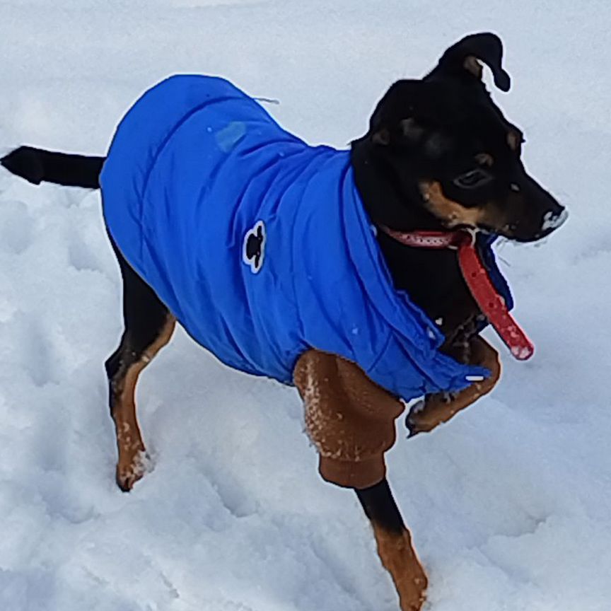 Русский той-терьер, щенок