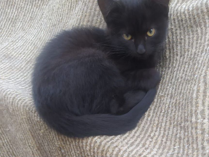 Котёнок в добрые руки