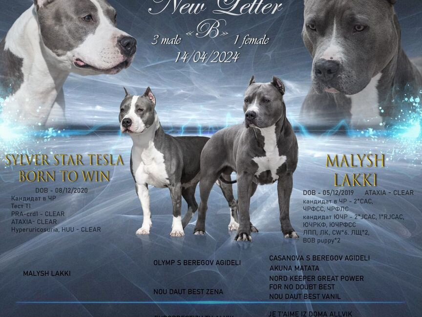 Щенки голубого амстаффа