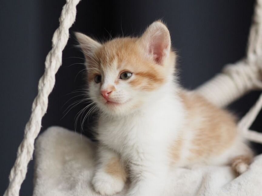 Котенок в добрые руки