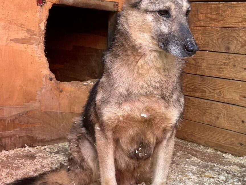 Тимка в приюте совсем один