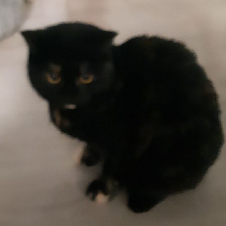 Взрослая, Девочка кошка в добрые руки