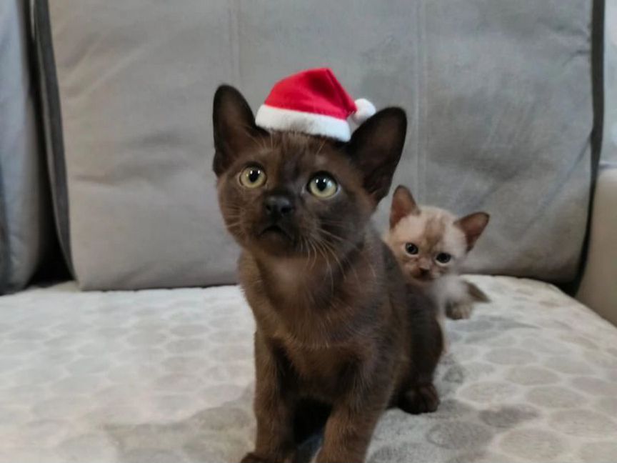 Бурманская