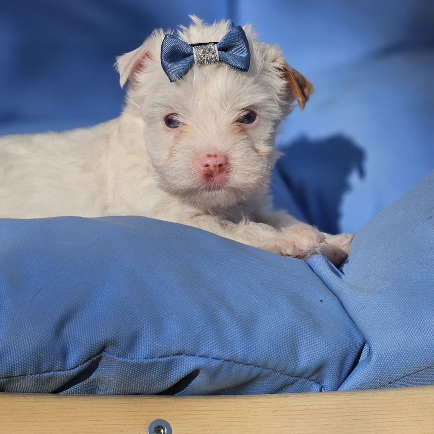 Голубоглазый бивер