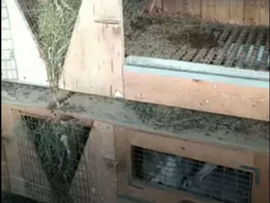 Клетки для содержания кроликов