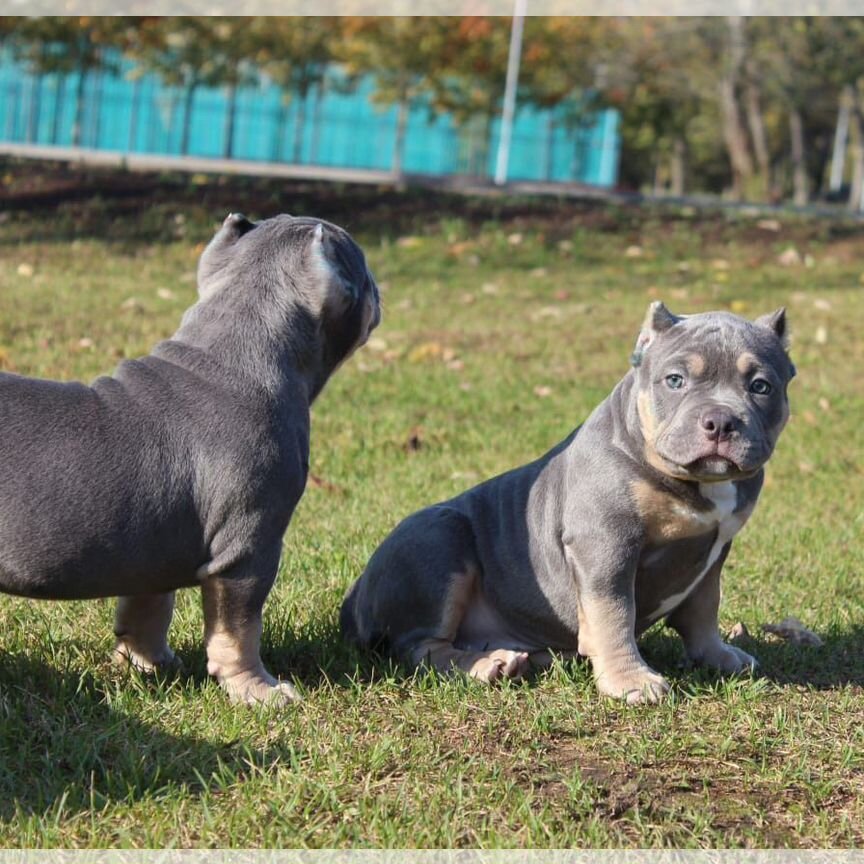 Девочка американского булли