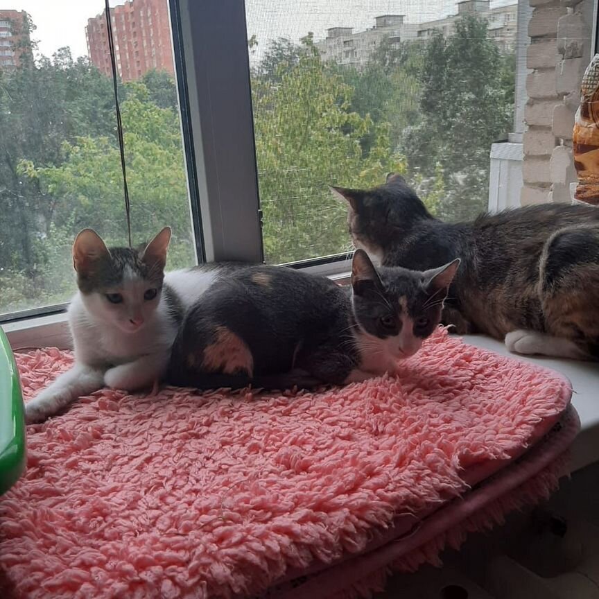 Котята в добрые руки 3 мес помогаю раздать приюту