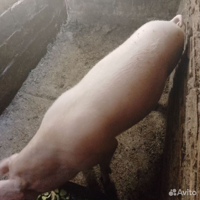 Хряк на племя