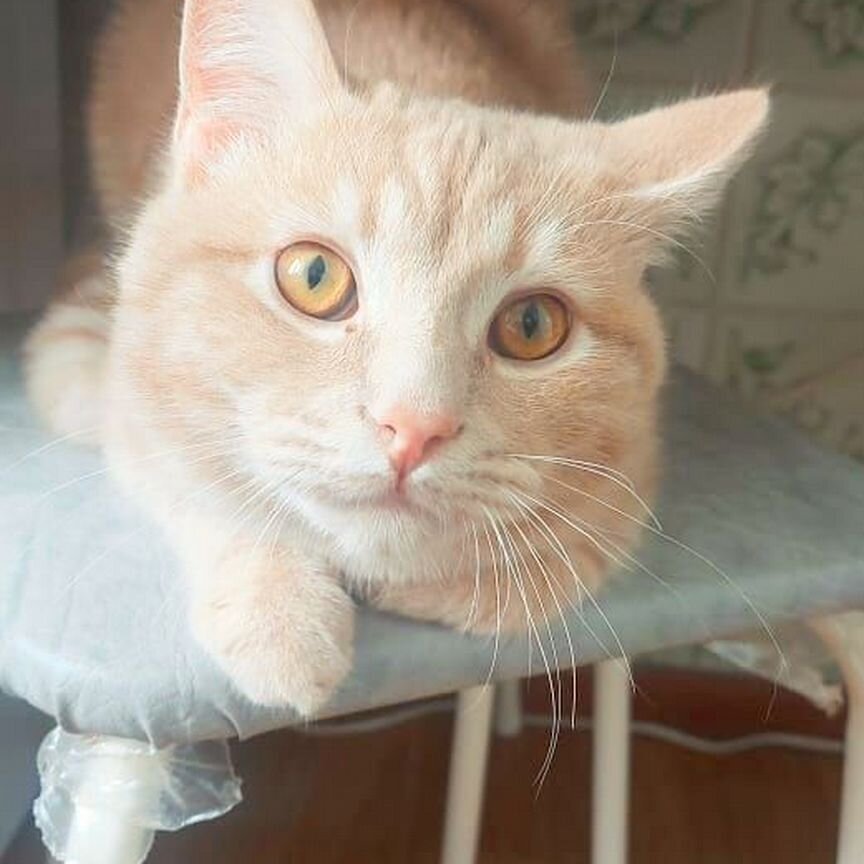 Отдам котенка в добрые руки