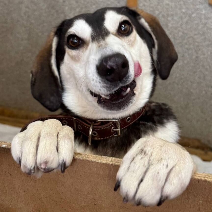 Щенок в добрые руки