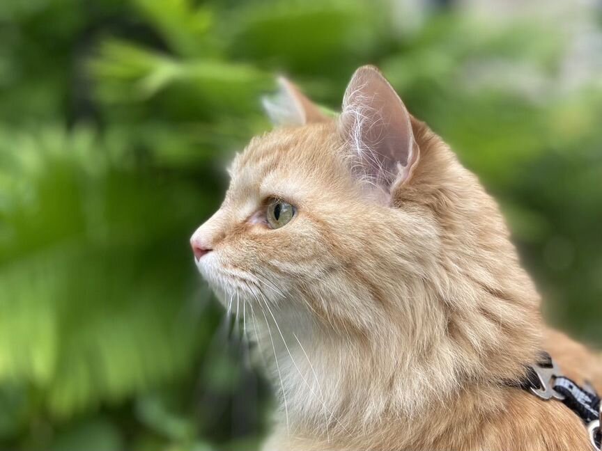 Рыжий кот